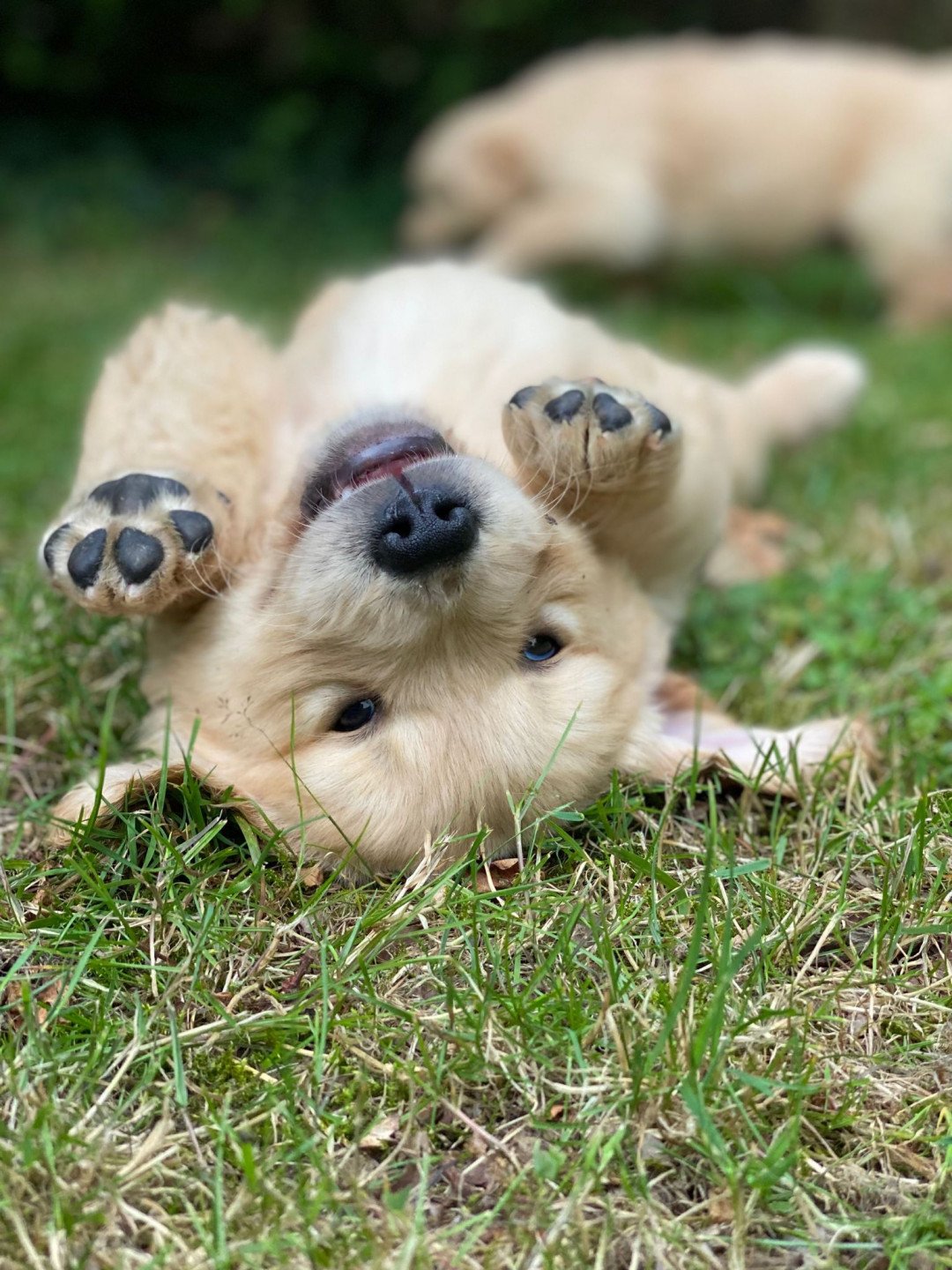 Pitch du Fond de la Noye - Chiot Golden retriever Seine-et-Marne