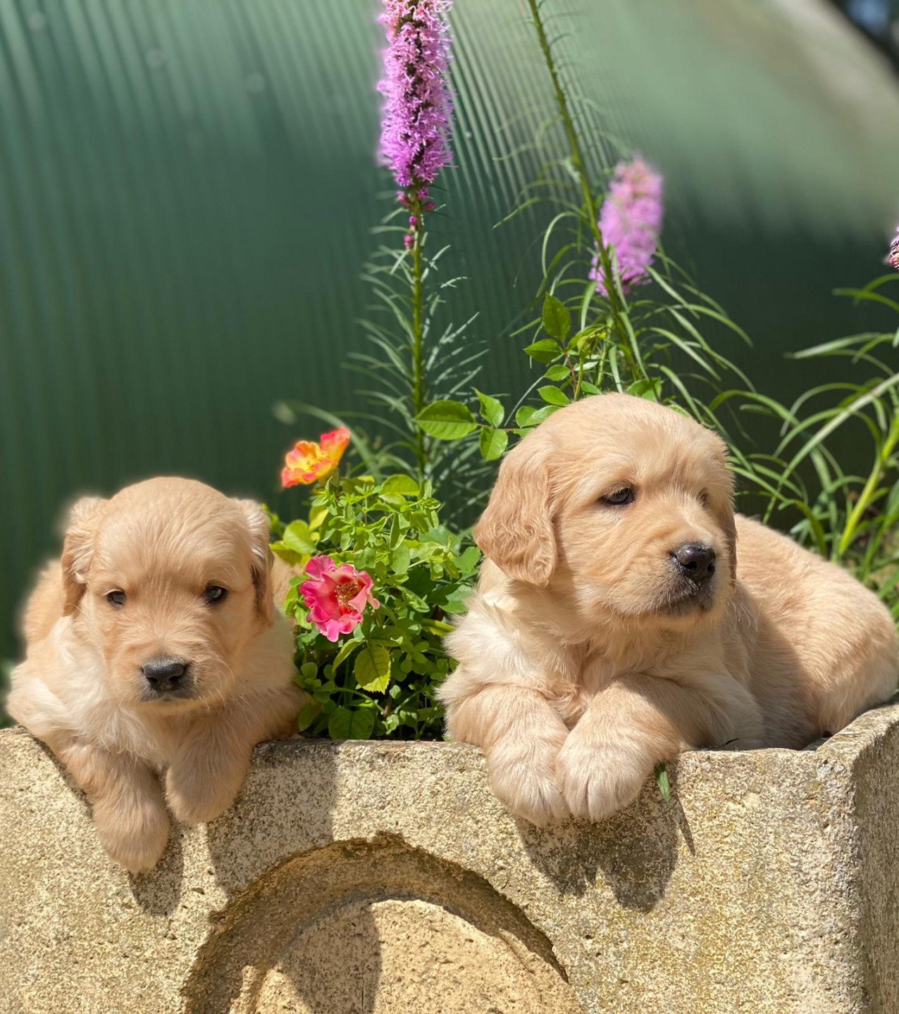 Usky du Fond de la Noye - Chiot Golden retriever Seine-et-Marne