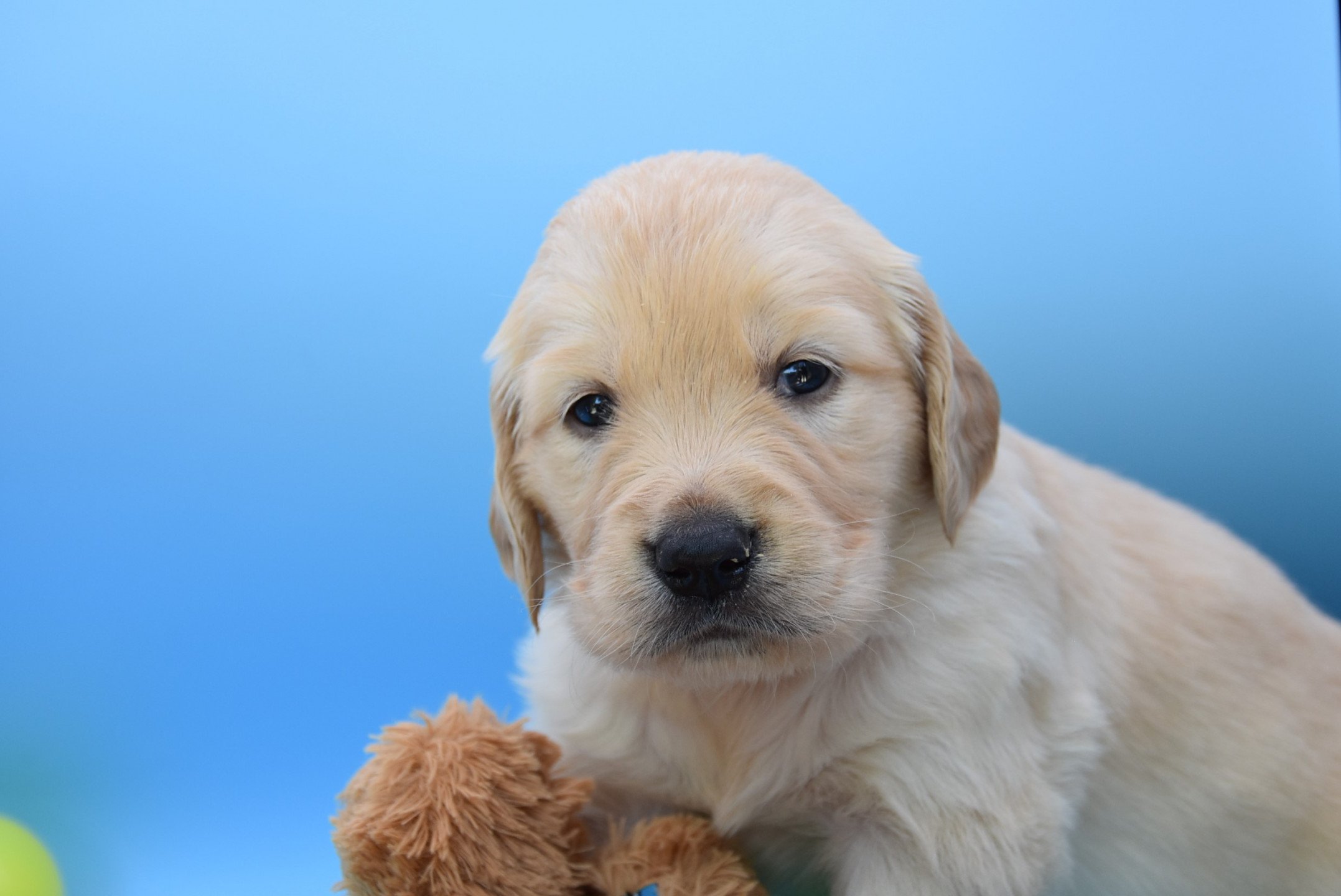 Ruby du Fond de la Noye - Chiot Golden retriever Seine-et-Marne