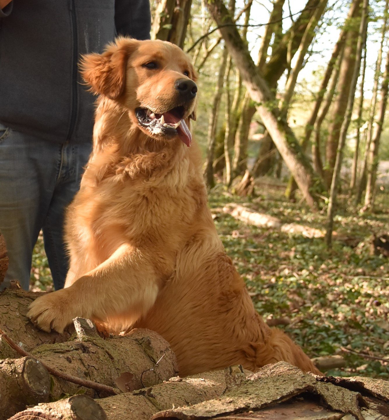 Golden Retriever Fauve Fonc