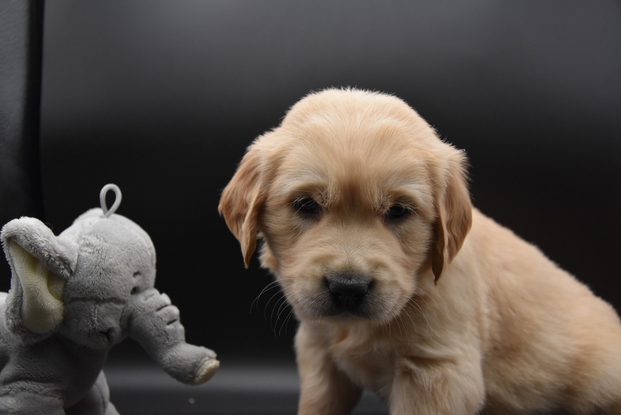 Rusty du Fond de la Noye - Chien Golden retriever Seine-et-Marne