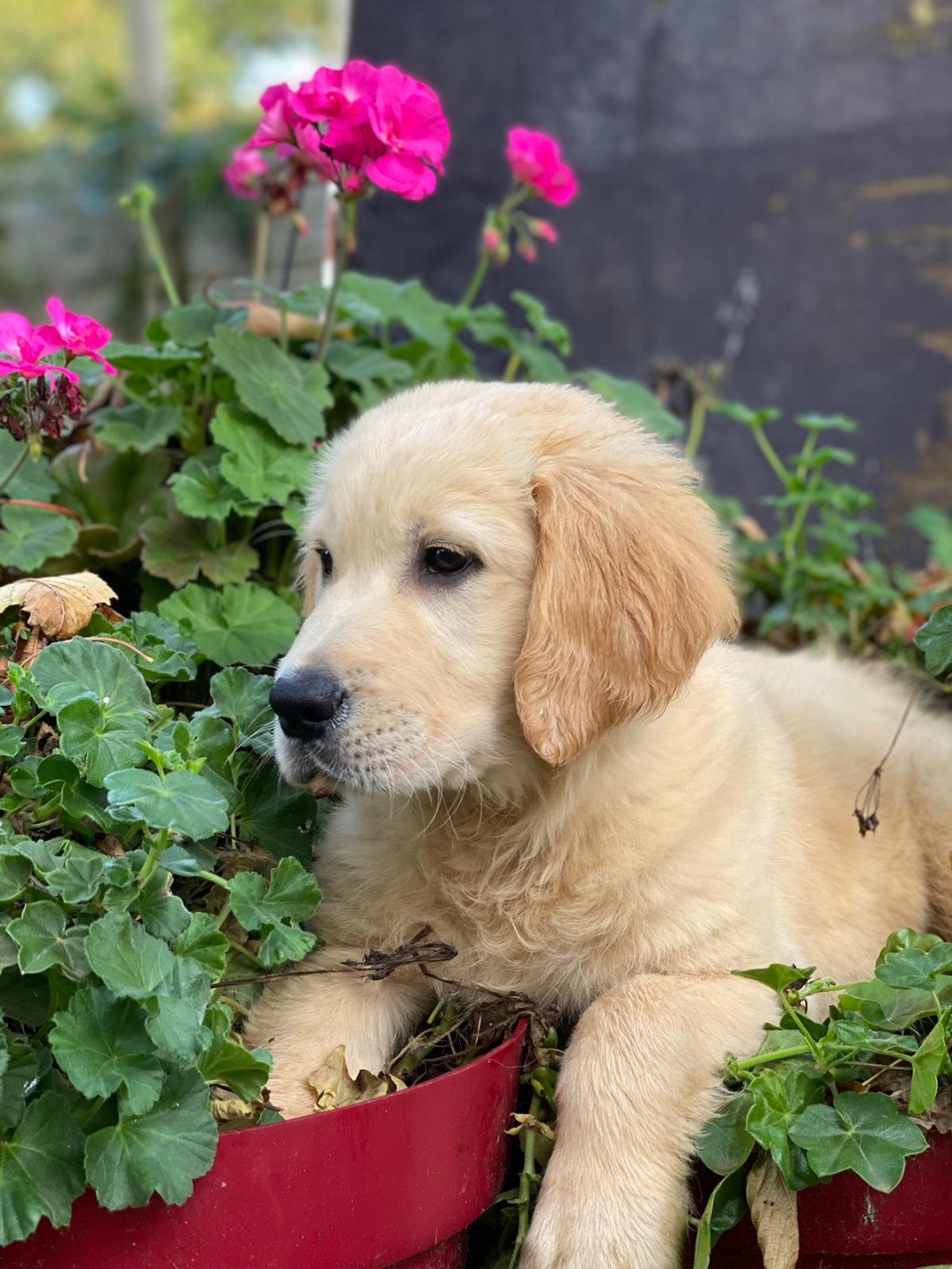 Twyx du Fond de la Noye - Chiot Golden retriever Seine-et-Marne