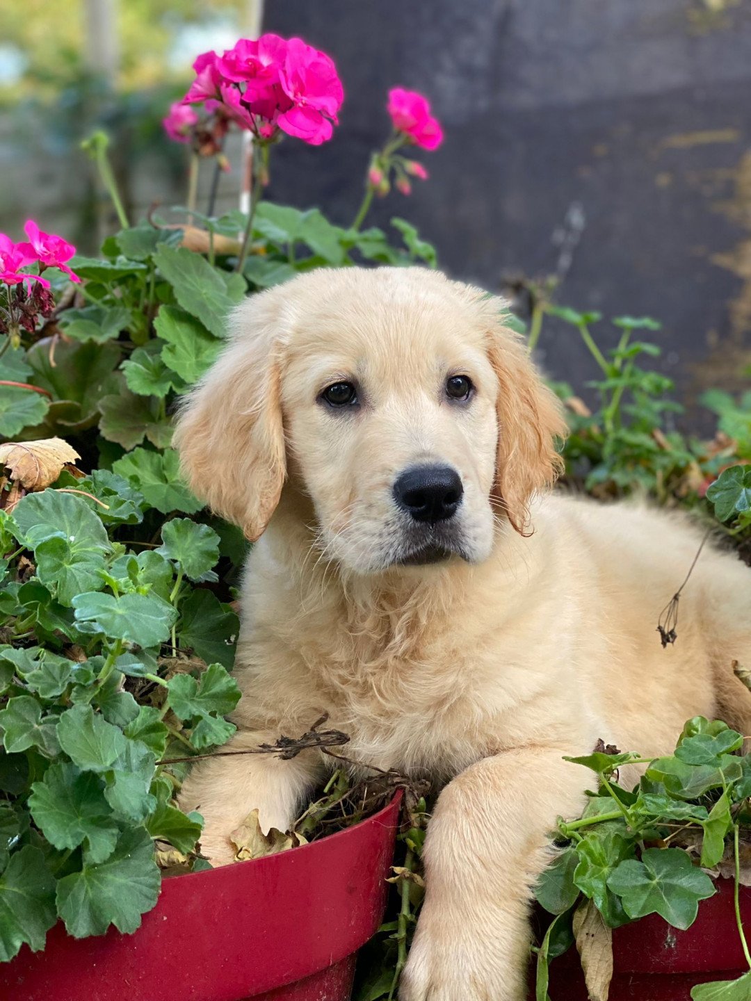 Toffee du Fond de la Noye - Chiot Golden retriever Seine-et-Marne
