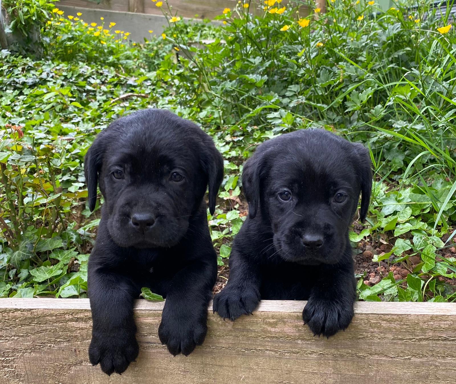 Vaudou du Fond de la Noye - Chiot Retriever du Labrador Seine-et-Marne