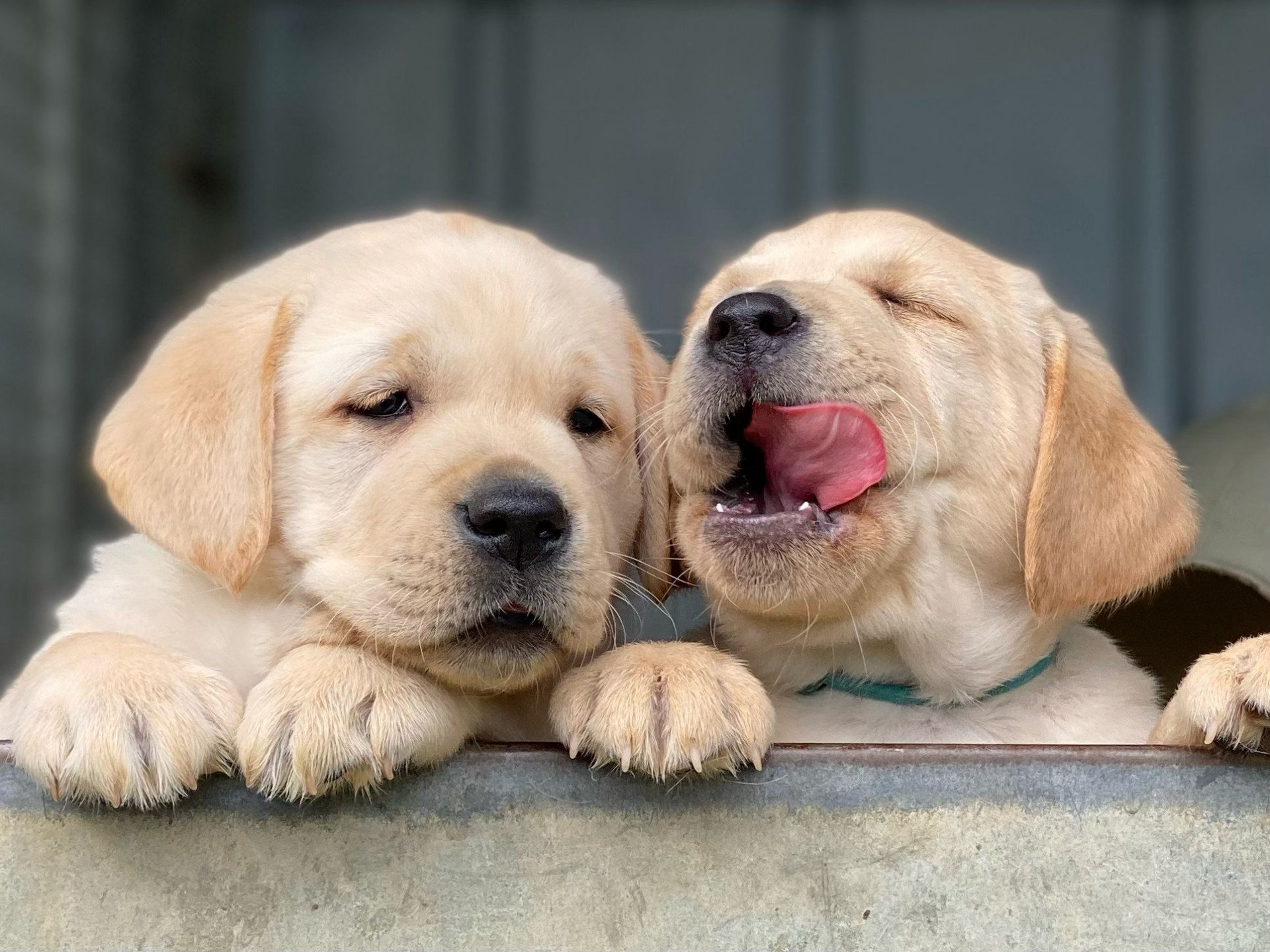 Uma du Fond de la Noye - Chiot Retriever du Labrador Seine-et-Marne