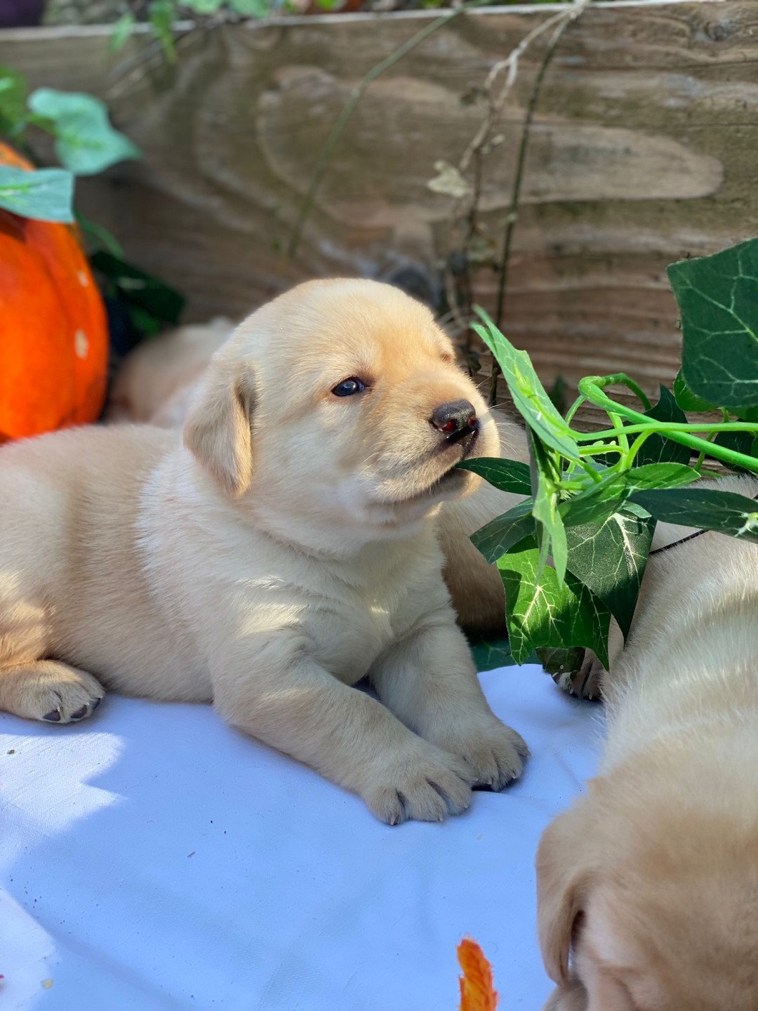 Uma du Fond de la Noye - Chiot Retriever du Labrador Seine-et-Marne