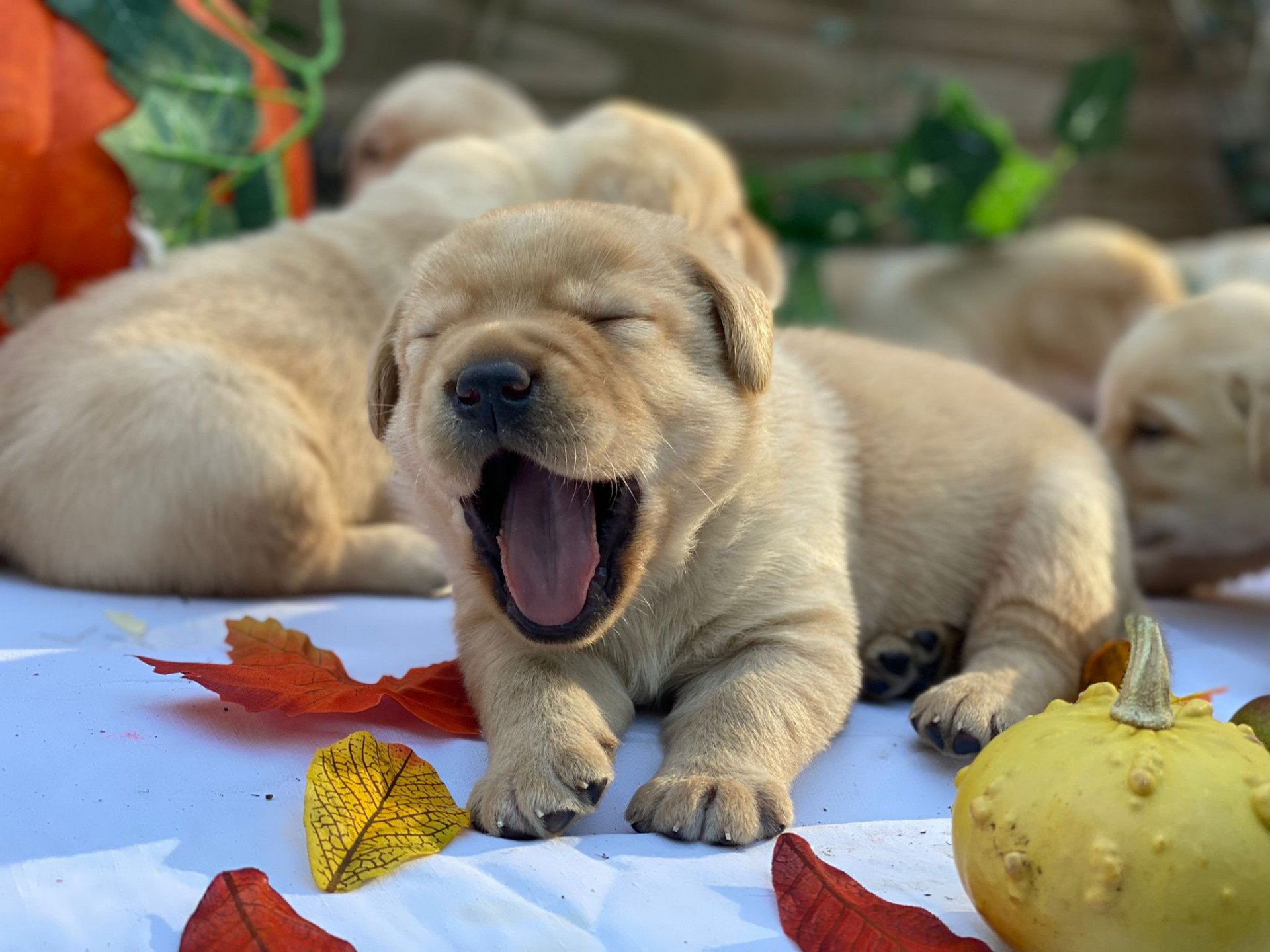 Uma du Fond de la Noye - Chiot Retriever du Labrador Seine-et-Marne