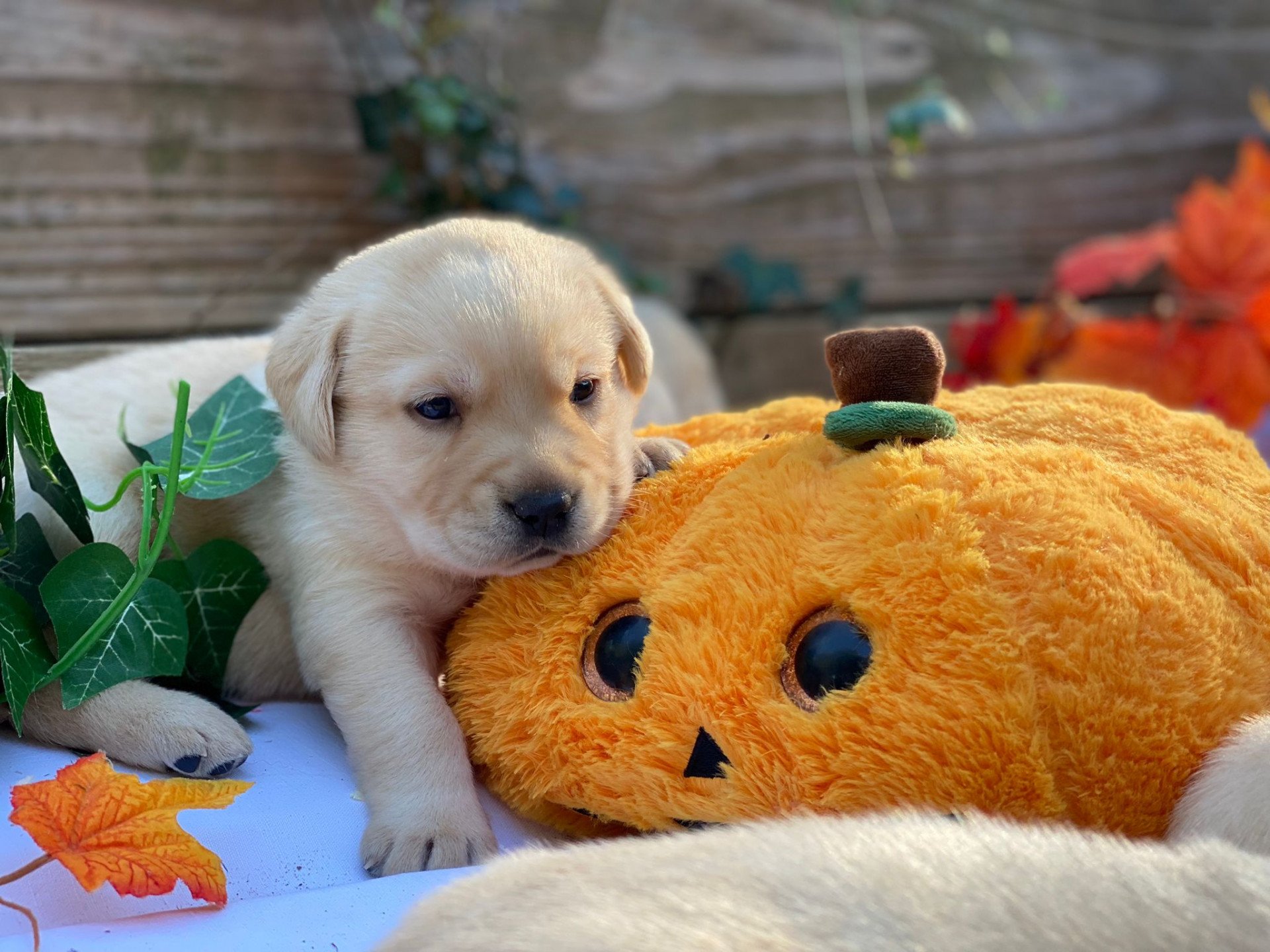Uma du Fond de la Noye - Chiot Retriever du Labrador Seine-et-Marne