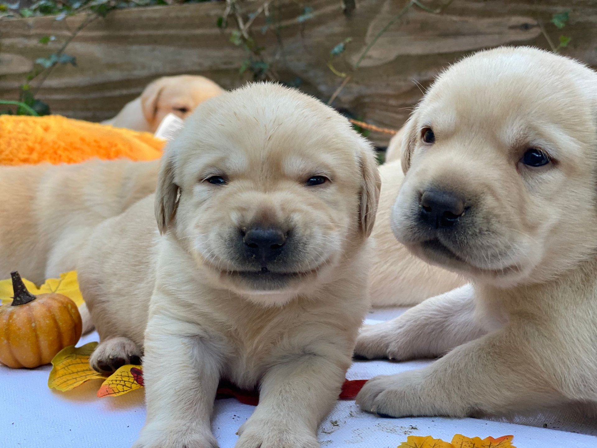 Uma du Fond de la Noye - Chiot Retriever du Labrador Seine-et-Marne