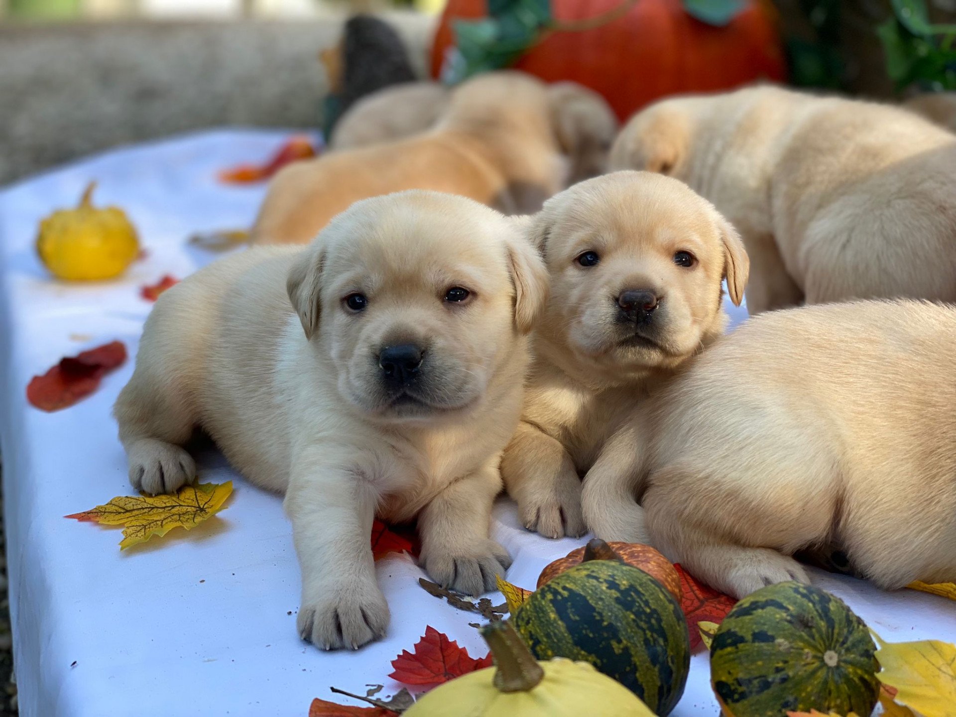 Uma du Fond de la Noye - Chiot Retriever du Labrador Seine-et-Marne