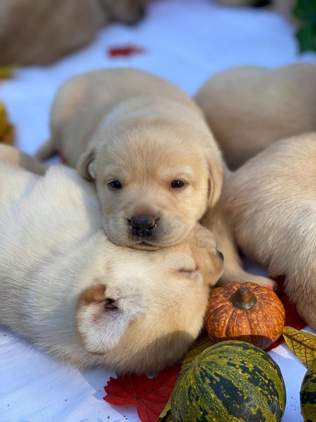 Uma du Fond de la Noye - Chiot Retriever du Labrador Seine-et-Marne