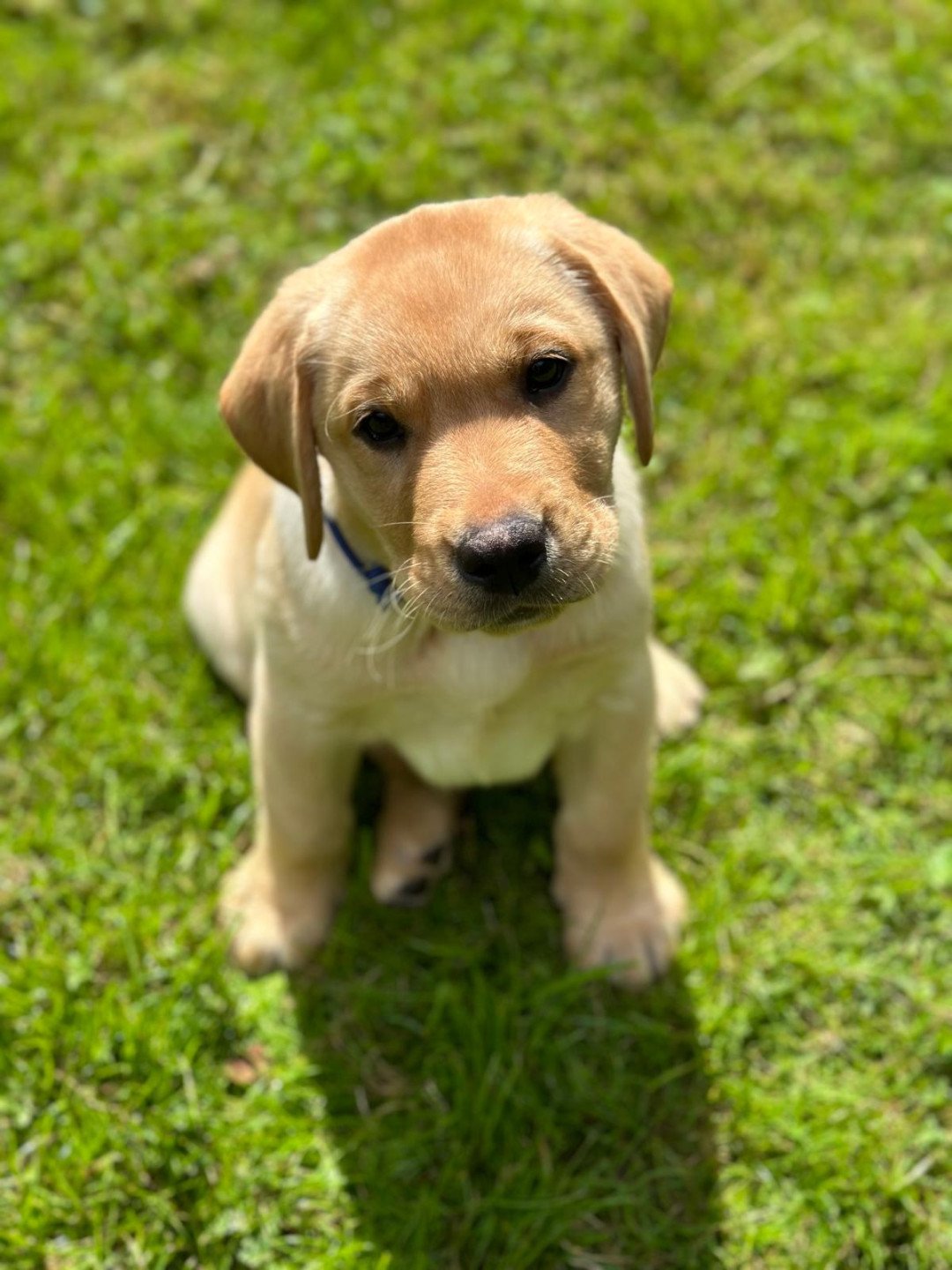Végas du Fond de la Noye - Chiot Retriever du Labrador Seine-et-Marne