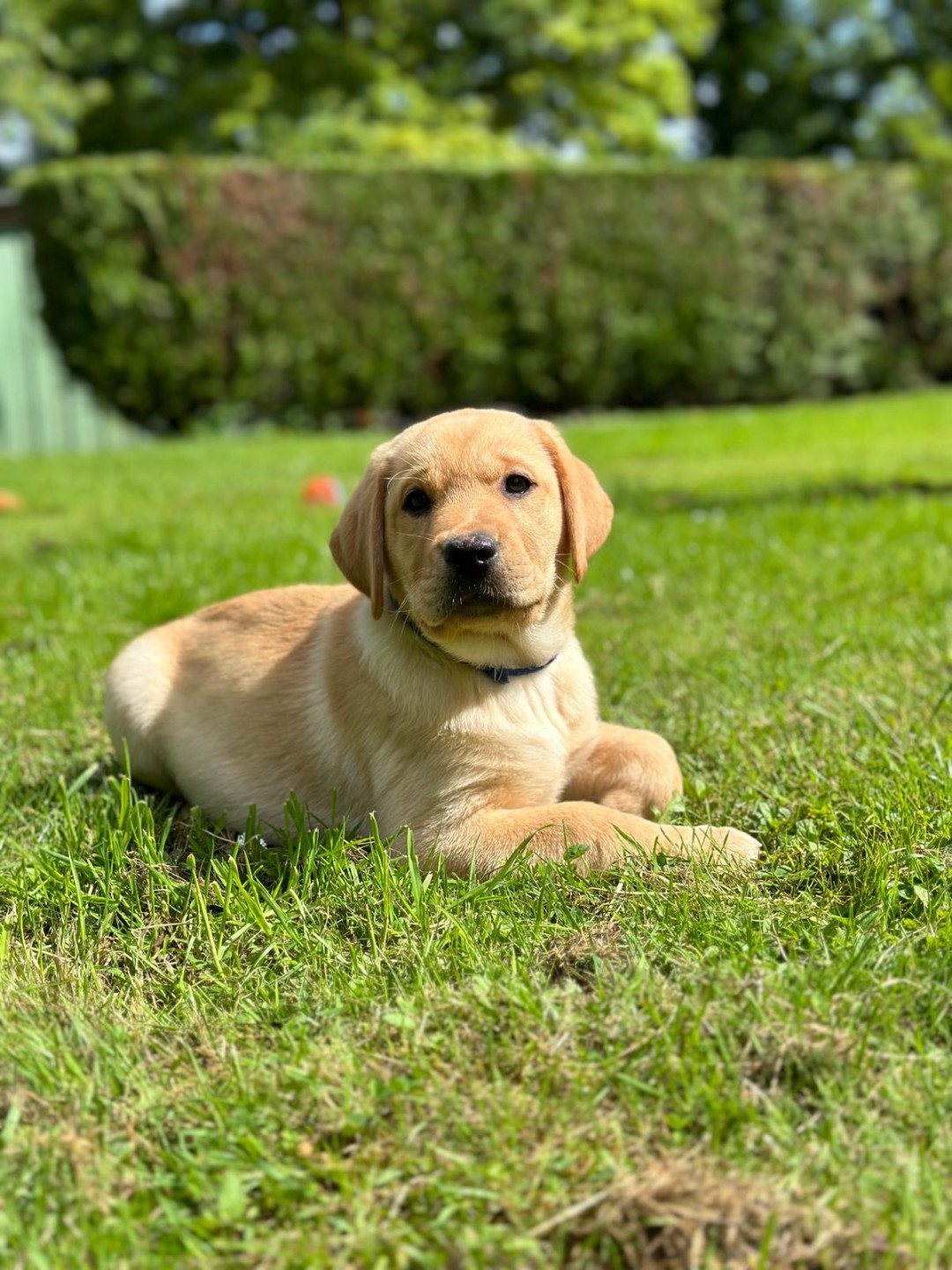 Végas du Fond de la Noye - Chiot Retriever du Labrador Seine-et-Marne