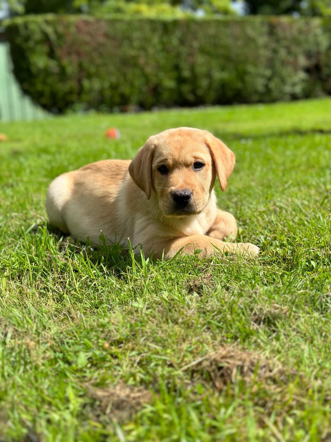 Végas du Fond de la Noye - Chiot Retriever du Labrador Seine-et-Marne