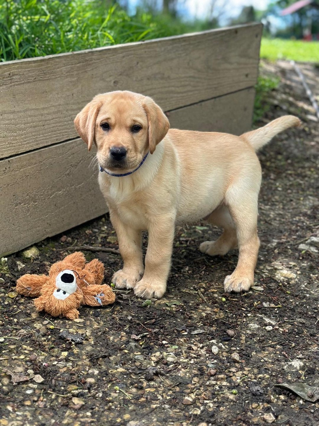 Végas du Fond de la Noye - Chiot Retriever du Labrador Seine-et-Marne