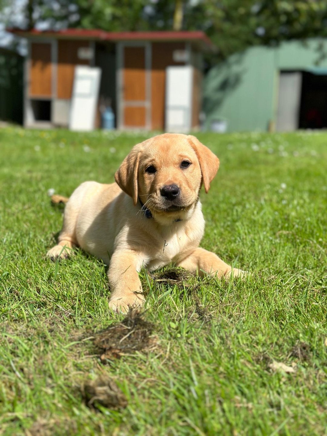 Végas du Fond de la Noye - Chiot Retriever du Labrador Seine-et-Marne