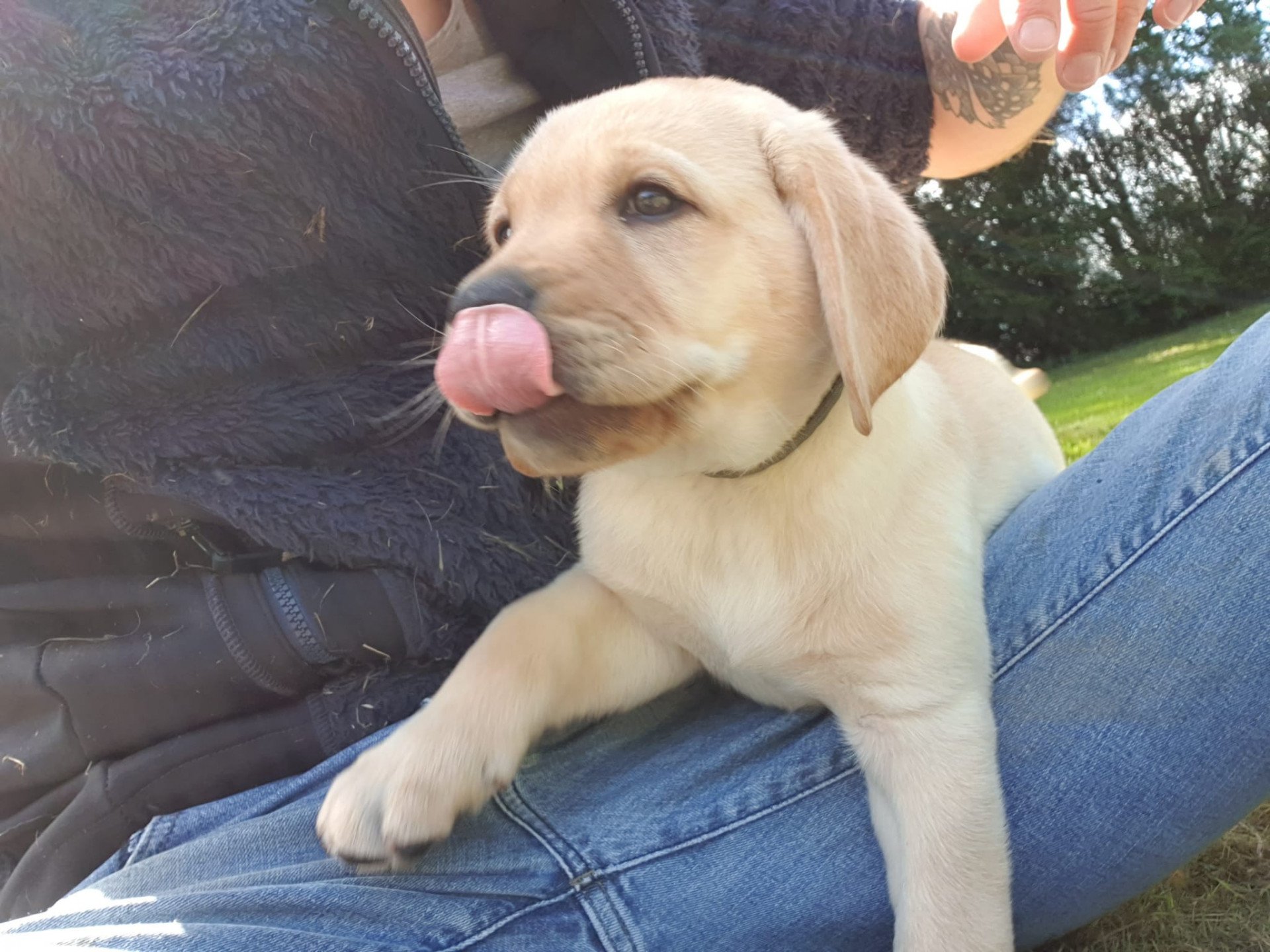 Touco du Fond de la Noye - Chiot Retriever du Labrador Seine-et-Marne
