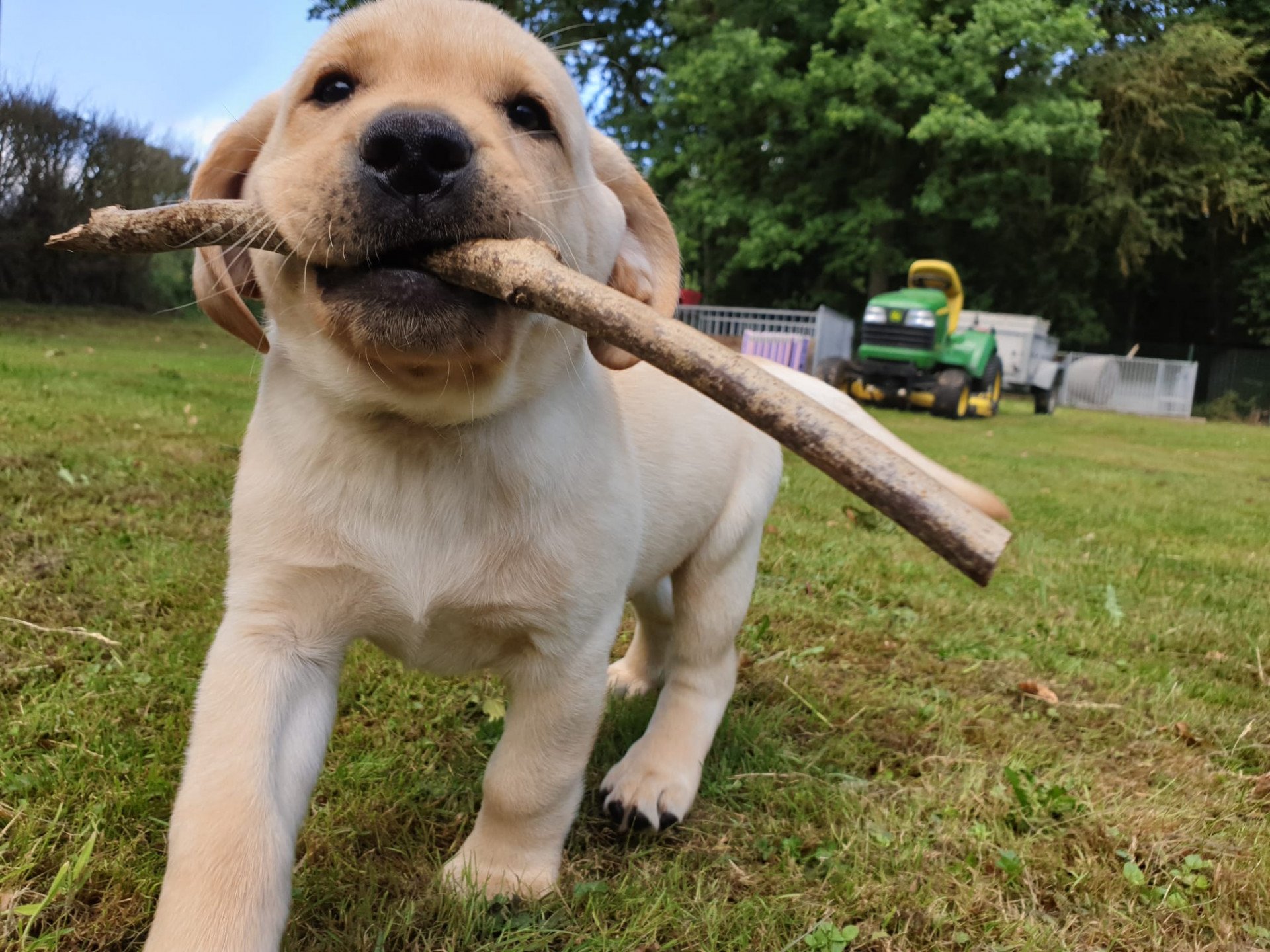 Touco du Fond de la Noye - Chiot Retriever du Labrador Seine-et-Marne