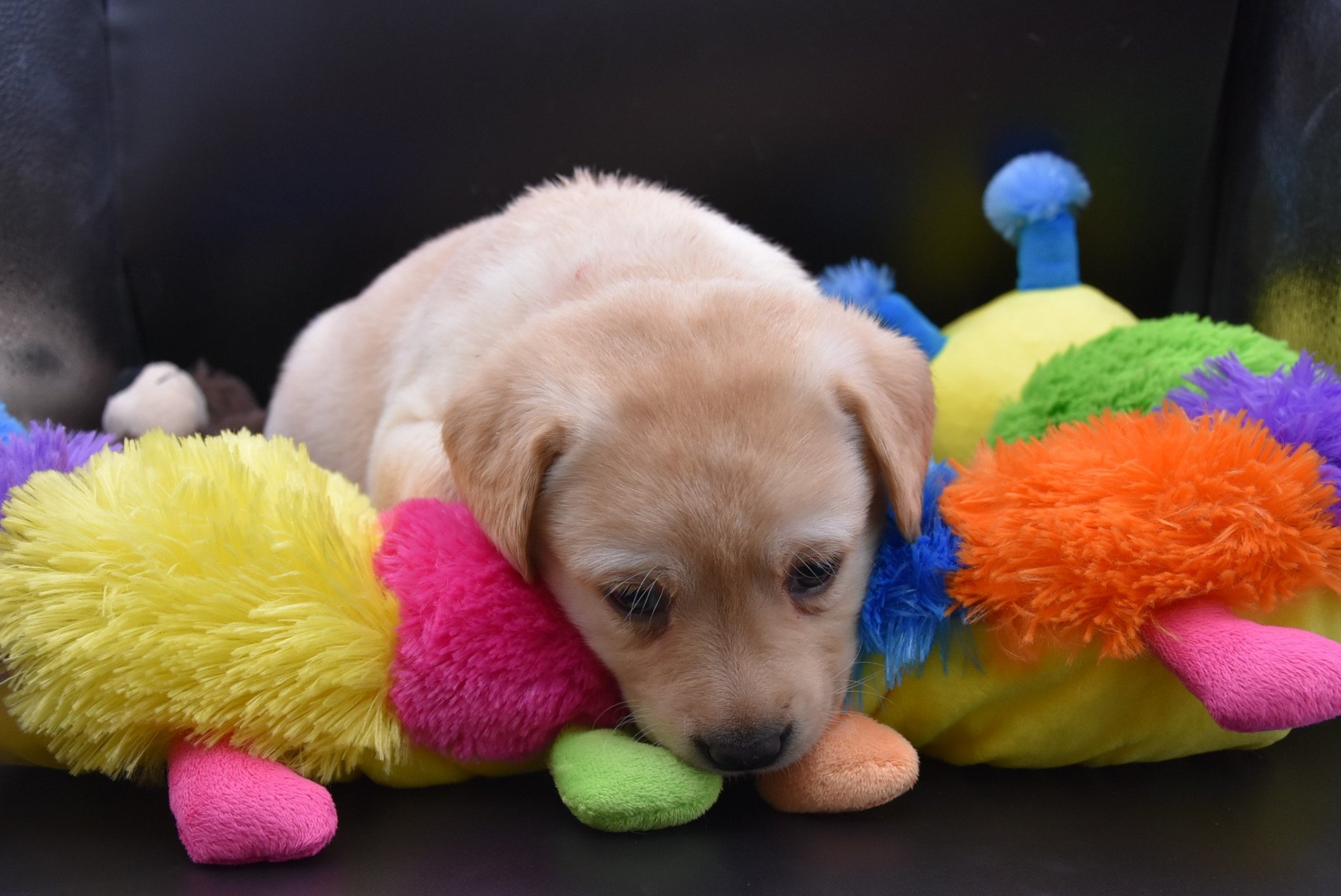 Sybaris du Fond de la Noye - Chiot Retriever du Labrador Seine-et-Marne