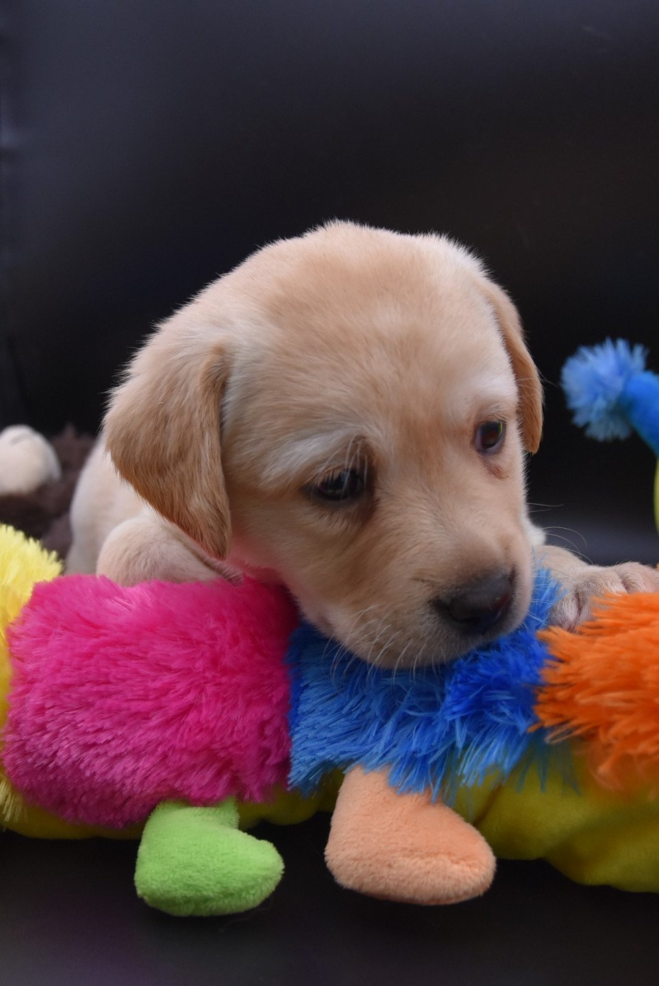 Sybaris du Fond de la Noye - Chiot Retriever du Labrador Seine-et-Marne