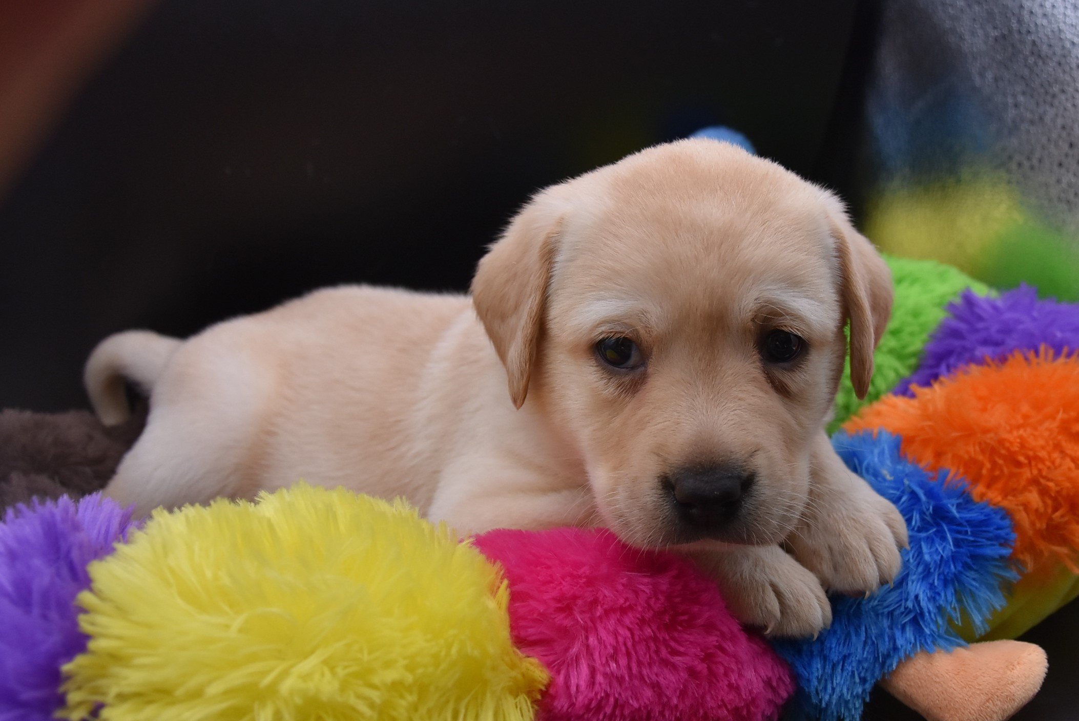 Sybaris du Fond de la Noye - Chiot Retriever du Labrador Seine-et-Marne