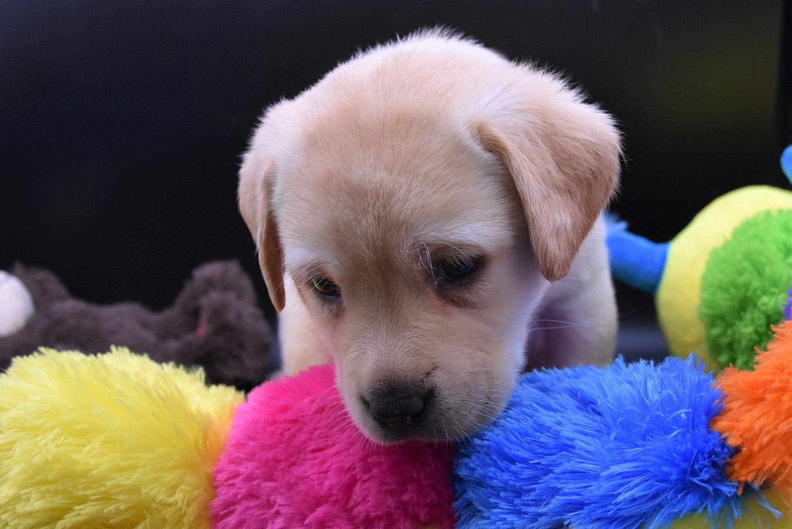 Sybaris du Fond de la Noye - Chiot Retriever du Labrador Seine-et-Marne