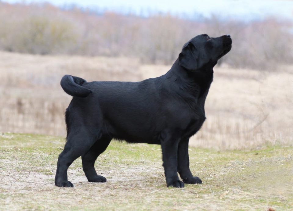 Kiss Magic Black & Chocolate - Chiot Retriever du Labrador Seine-et-Marne