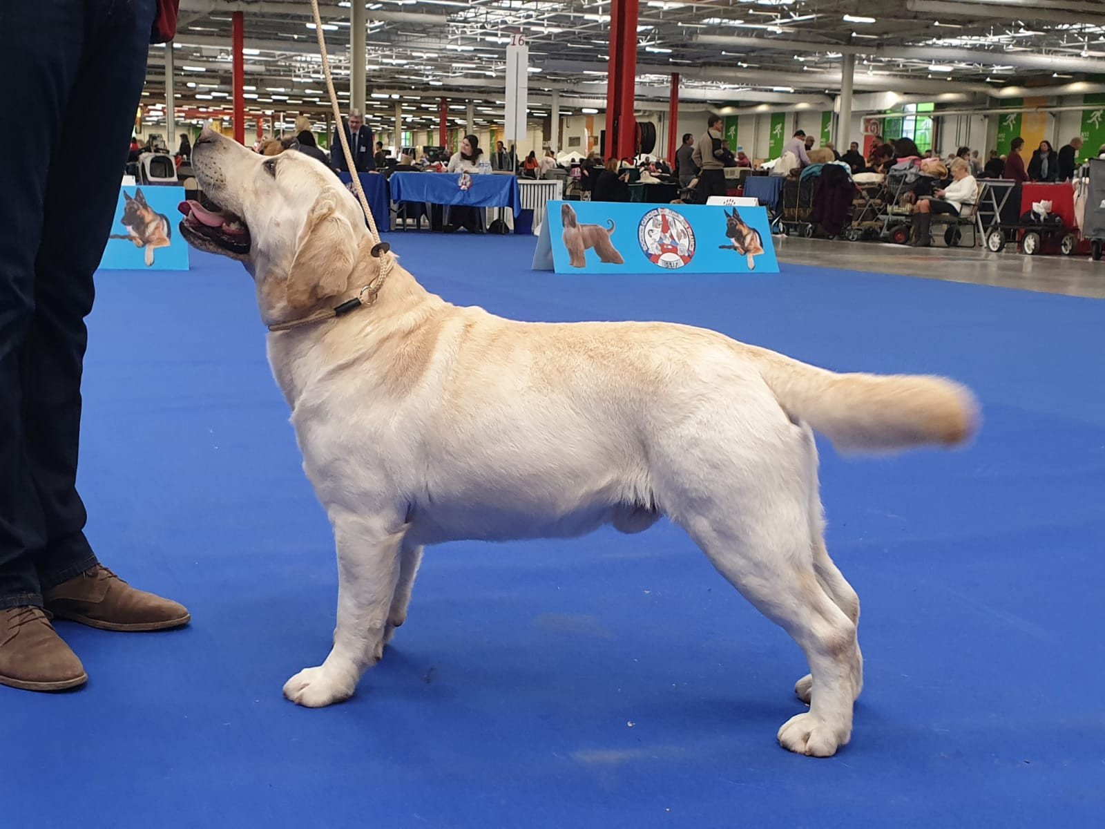 Herbu Zadora Lion King - Chien Retriever du Labrador Seine-et-Marne
