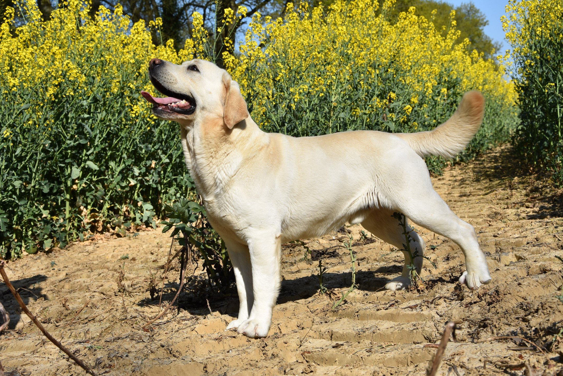 Herbu Zadora Lion King - Chien Retriever du Labrador Seine-et-Marne