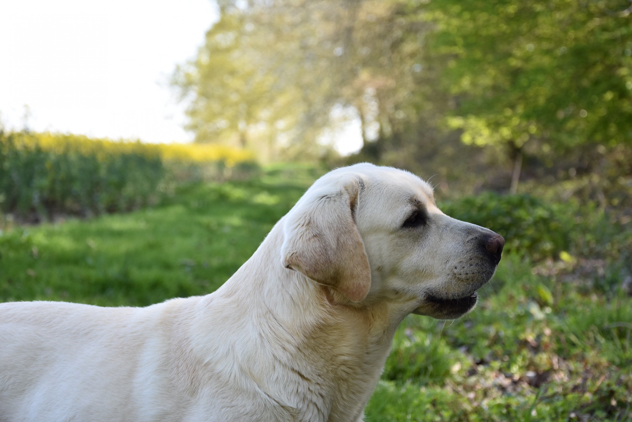 Herbu Zadora Lion King - Chien Retriever du Labrador Seine-et-Marne