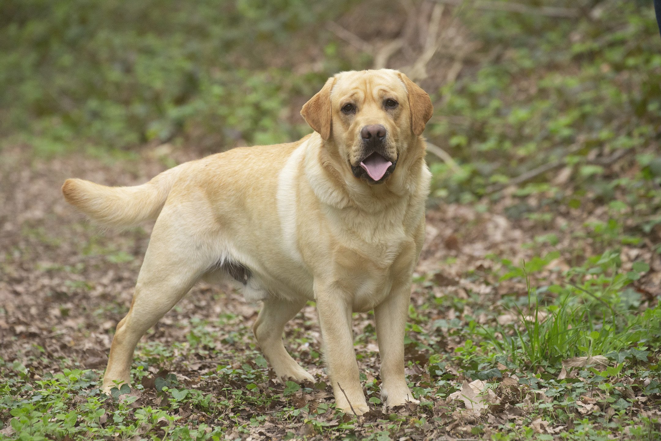 Palmetto Bay Bella Mare - Chien Retriever du Labrador Seine-et-Marne