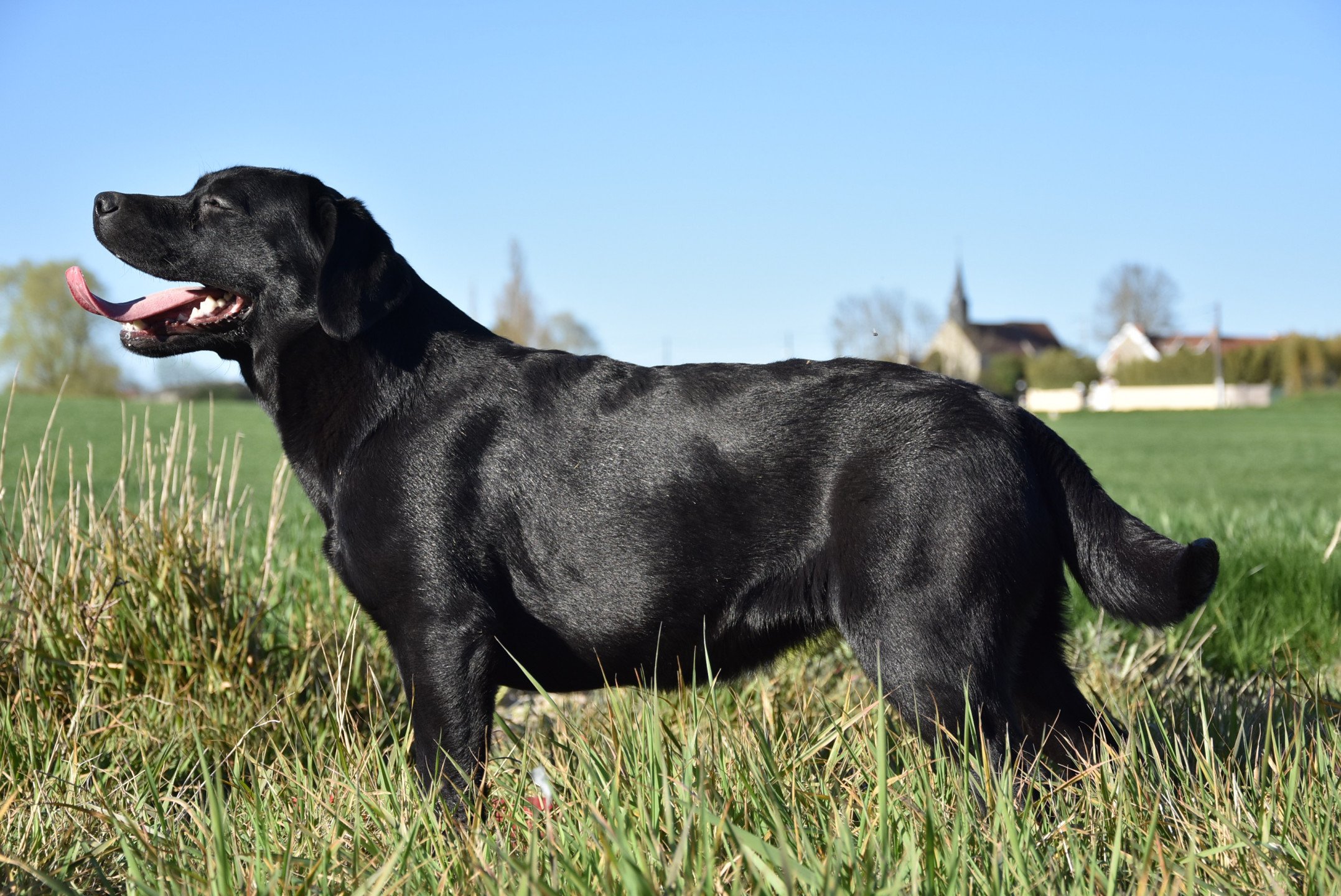 Parisienne du Fond de la Noye - Chiot Retriever du Labrador Seine-et-Marne