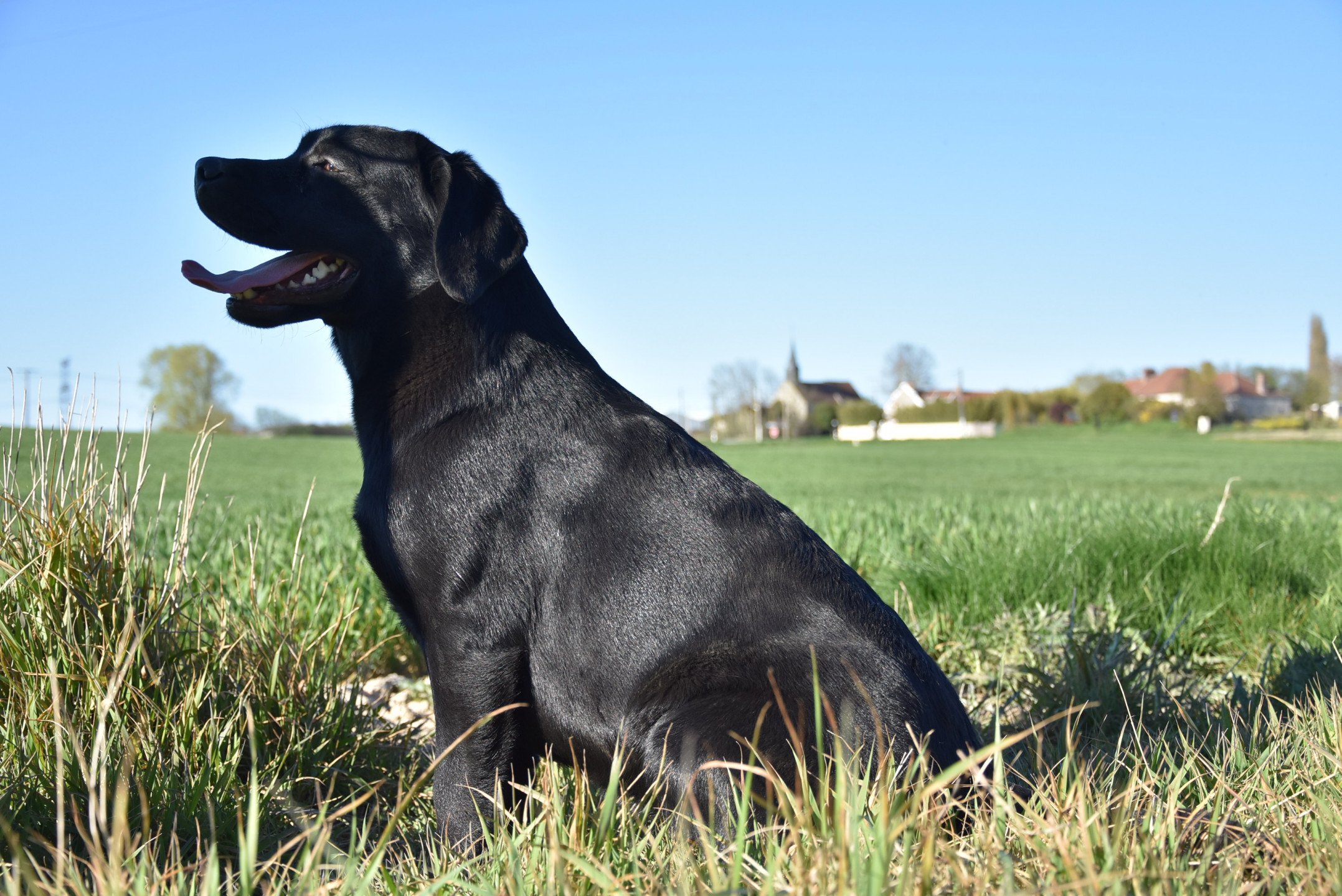 Parisienne du Fond de la Noye - Chiot Retriever du Labrador Seine-et-Marne