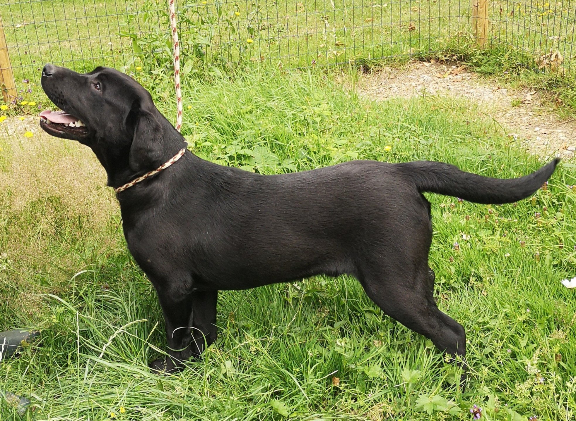 Power des Yeux Doux - Chiot Retriever du Labrador Seine-et-Marne