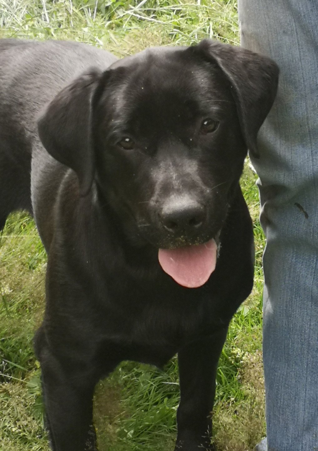 Power des Yeux Doux - Chiot Retriever du Labrador Seine-et-Marne